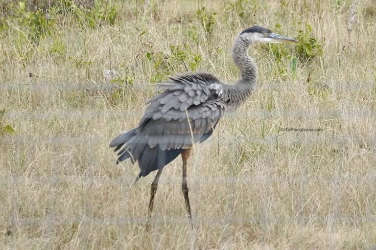 Featured Feathers Around the Farm – Texas Birds - GVR Longhorns LLC