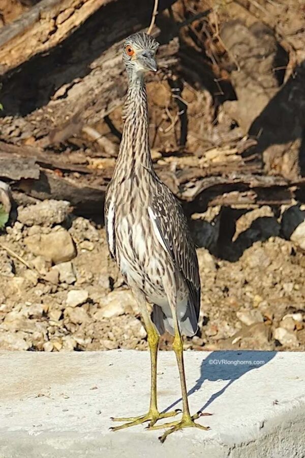 Featured Feathers Around the Farm – Texas Birds - GVR Longhorns LLC