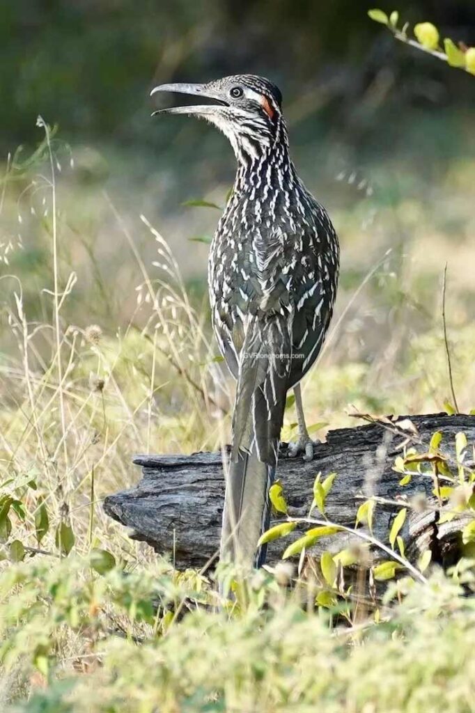 Featured Feathers Around the Farm – Texas Birds - GVR Longhorns LLC
