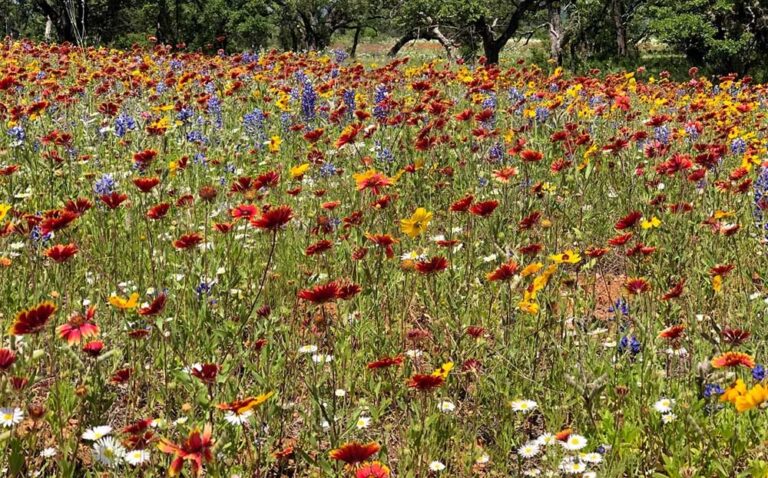 Wild About Texas Wildflowers? Here are 7 Wild Flower Facts… - GVR ...