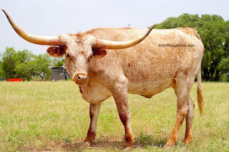 Texas Longhorn Cattle Cost How Much Gvr Longhorns Llc