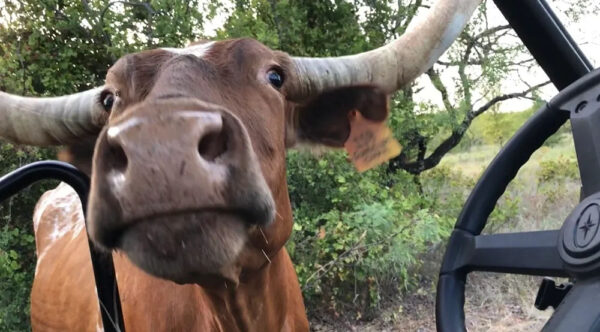 From a Cow’s Eye View… 6 Things to LOOK OUT For - GVR Longhorns LLC