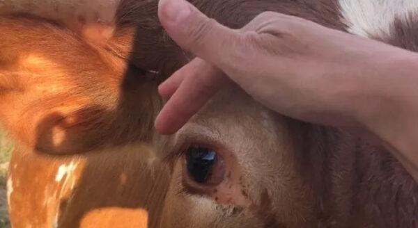 From a Cow’s Eye View… 6 Things to LOOK OUT For - GVR Longhorns LLC