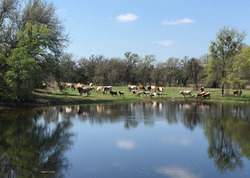 7 Points to PONDer When Building a Stock Tank - GVR Longhorns LLC