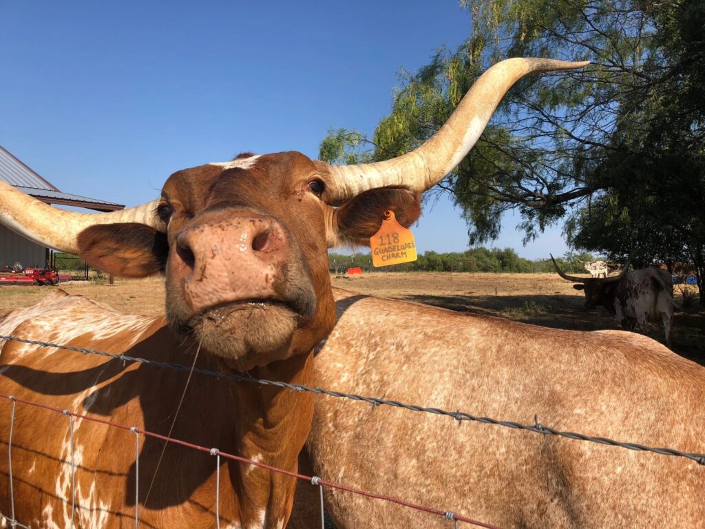 From a Cow’s Eye View… 6 Things to LOOK OUT For - GVR Longhorns LLC