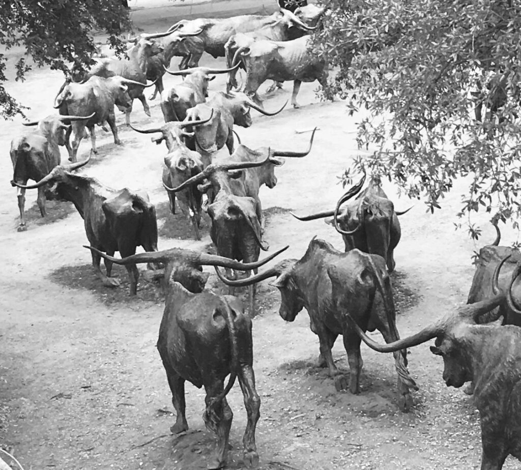 17 Fun Facts: The Texas Longhorn Cattle Breed and Its history