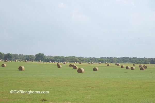 Forage for Texas Longhorn Cattle During a Drought: 3 Challenges - GVR ...