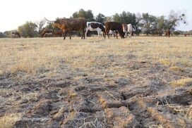 Forage for Texas Longhorn Cattle During a Drought: 3 Challenges - GVR ...